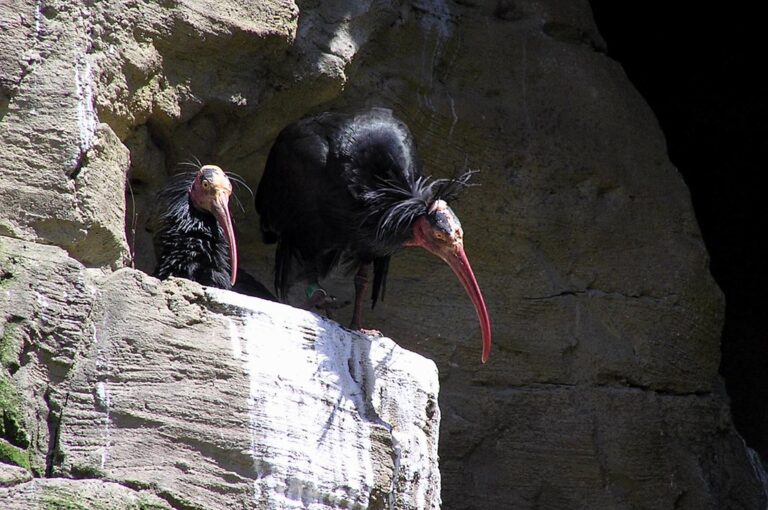 Why Some Birds Are Naturally Bald - bird-life.com
