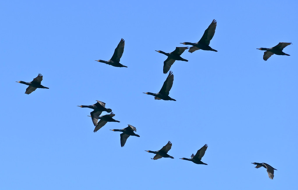 The Science Behind Flocking – Why Birds Fly in V-Formations - bird-life.com