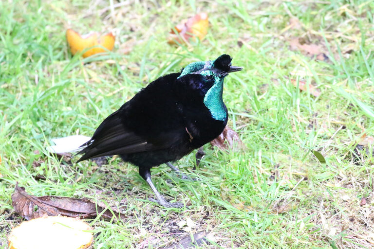 How Birds Experience Pain – What Science Reveals - bird-life.com