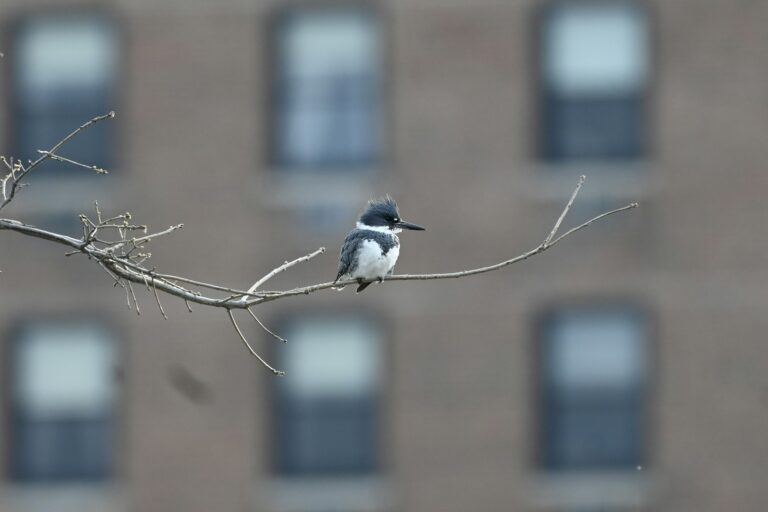 How to Take Bird Photos With a Smartphone – Pro Tips - bird-life.com