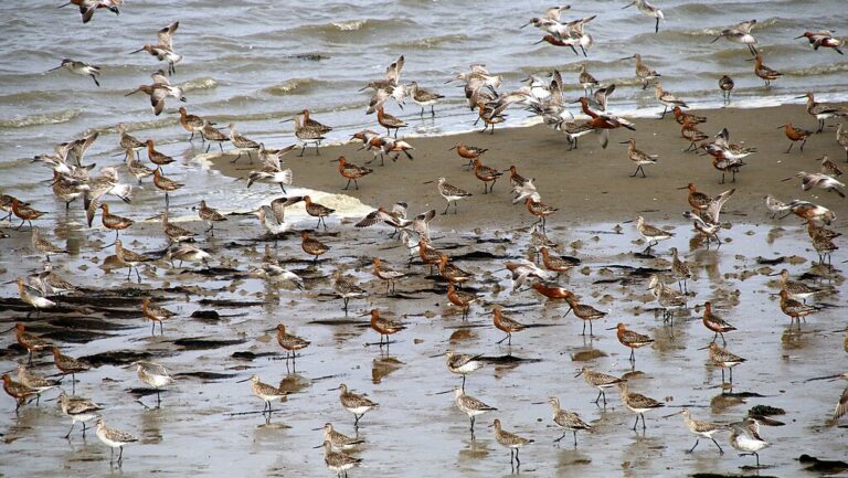 Top 10 Bar-tailed Godwit’s Nonstop Flight Facts That Every Birdwatcher ...