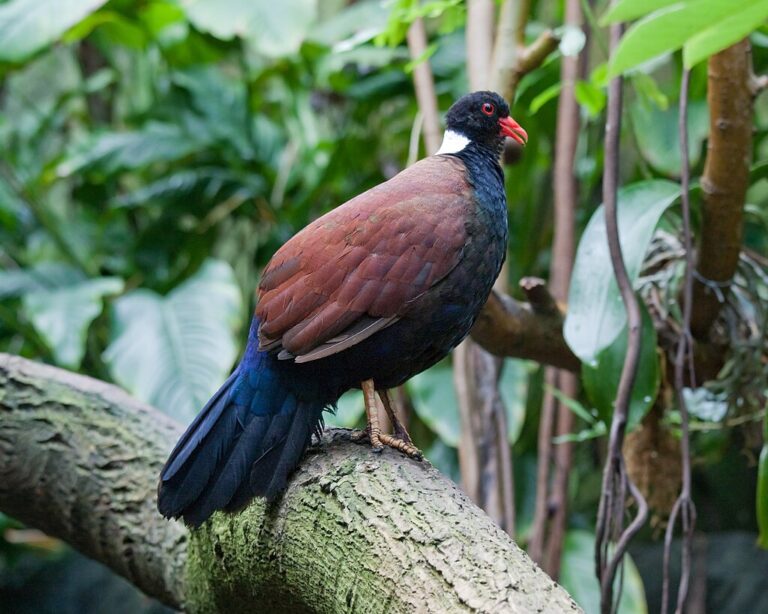 The Bird That Was Thought to Be Extinct but Was Rediscovered - bird ...