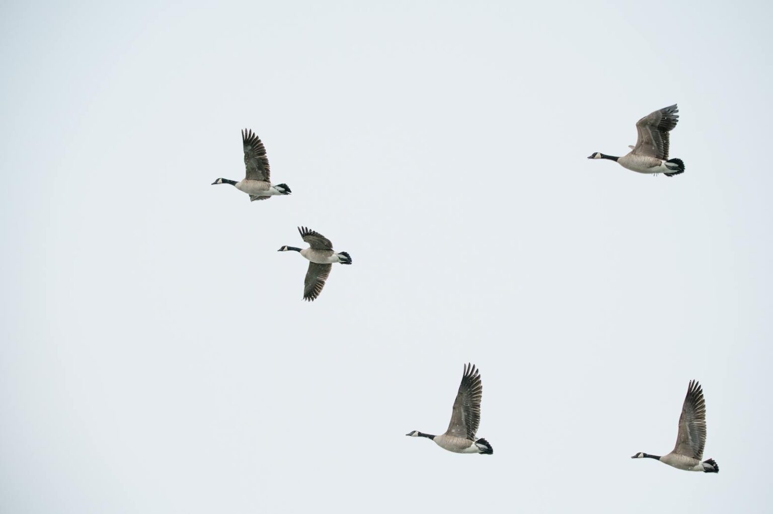 The Science Behind Flocking – Why Birds Fly in V-Formations - bird-life.com
