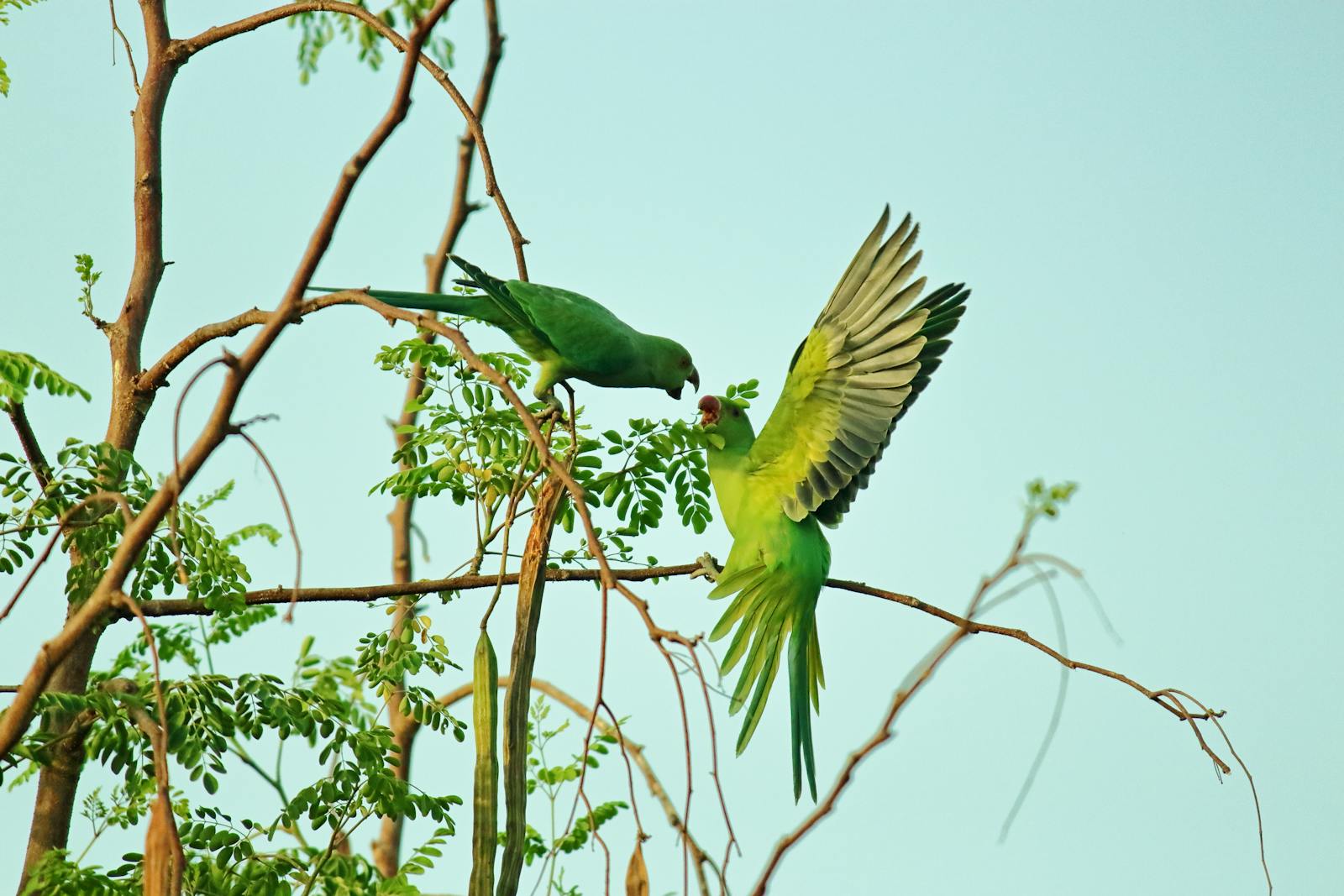 How Birds Use Body Language to Communicate - bird-life.com