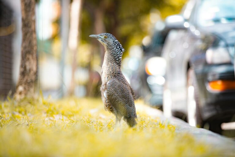 The Cutest Bird Species You’ve Probably Never Heard Of - bird-life.com