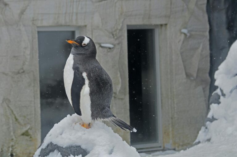 Why Birds Peck at Windows – And How to Stop It - bird-life.com