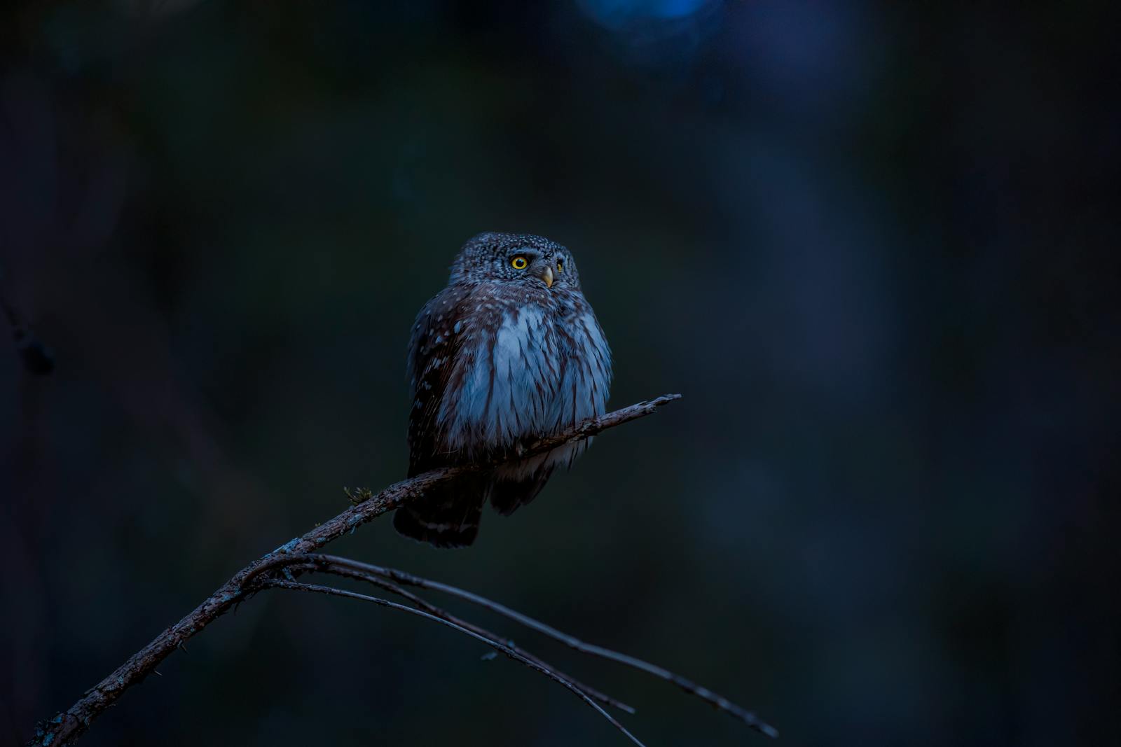 The Secret Life of Nocturnal Bird Species - bird-life.com