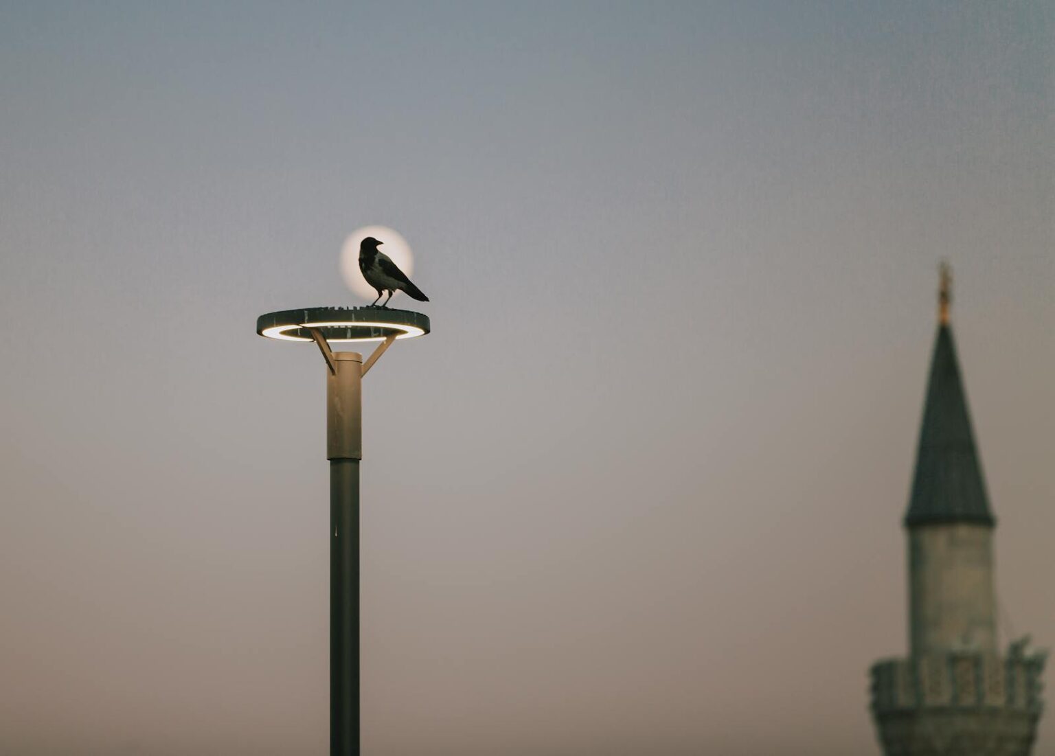 How Birds Are Adapting to Light Pollution - bird-life.com