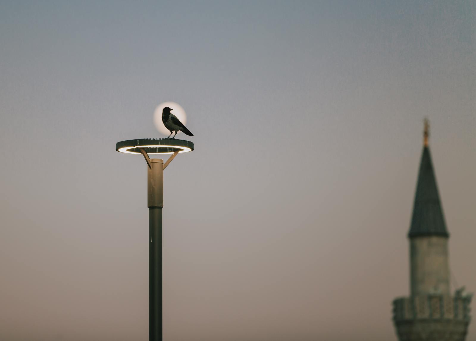 How Birds Are Adapting to Light Pollution - bird-life.com