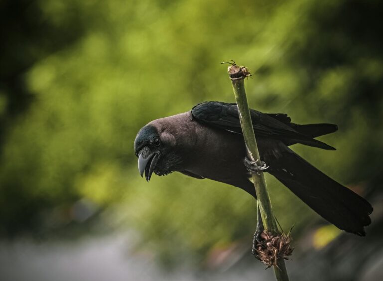 The Crow Funeral – Why These Birds Gather Around Their Dead - bird-life.com