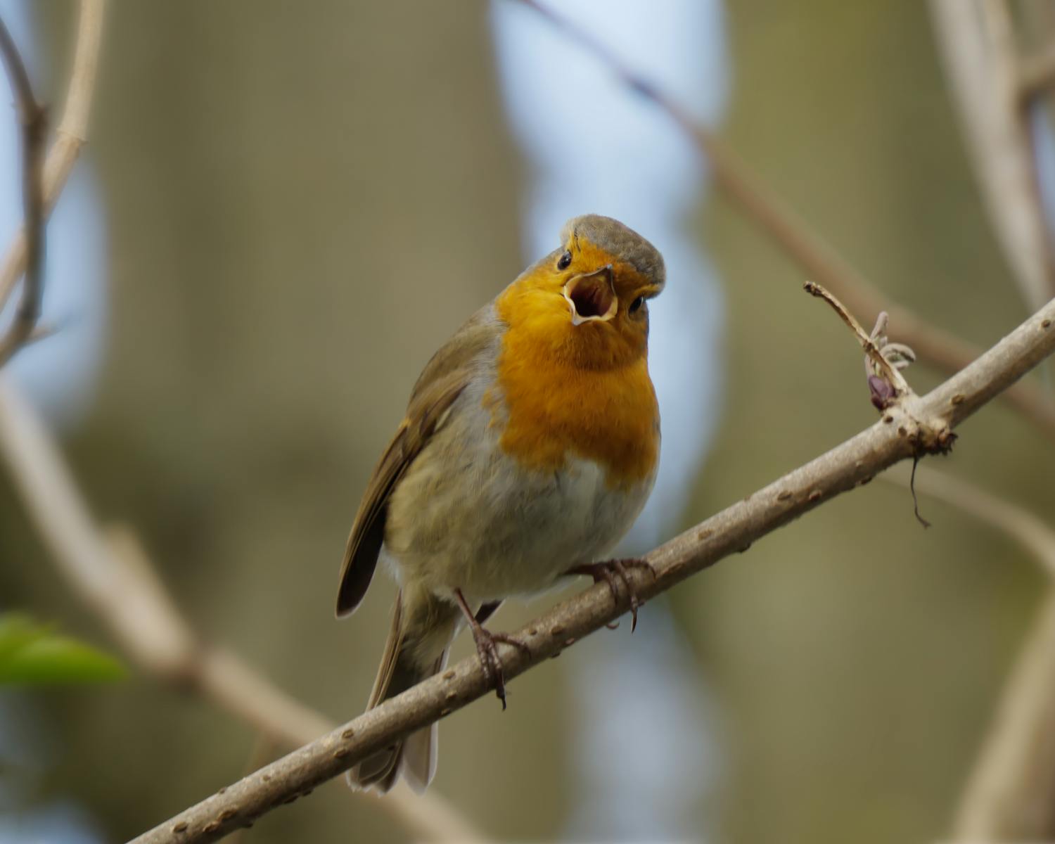 The Different Types of Bird Songs and What They Mean - bird-life.com