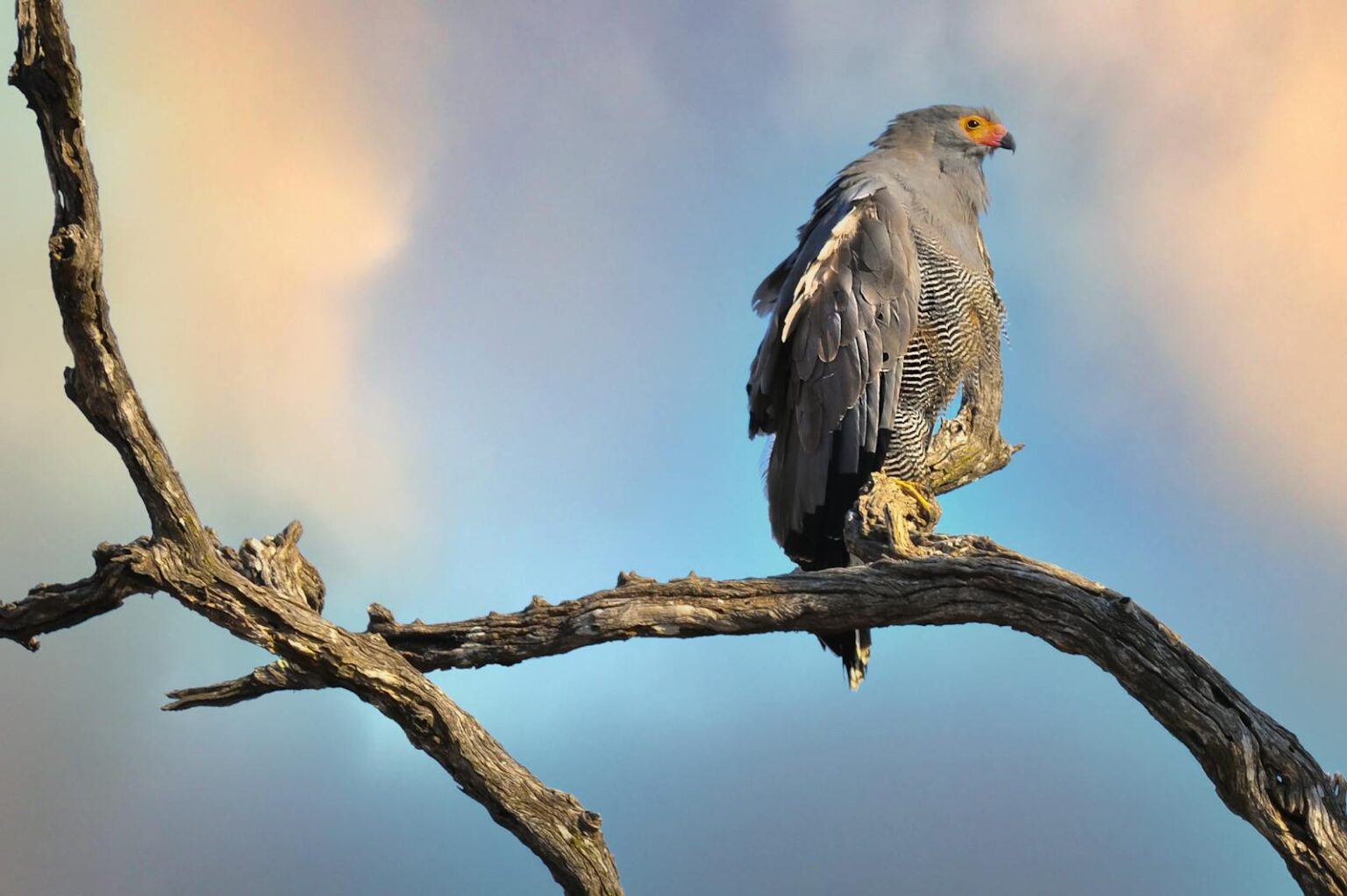 The Bird With the Sharpest Eyesight in the Animal Kingdom - bird-life.com