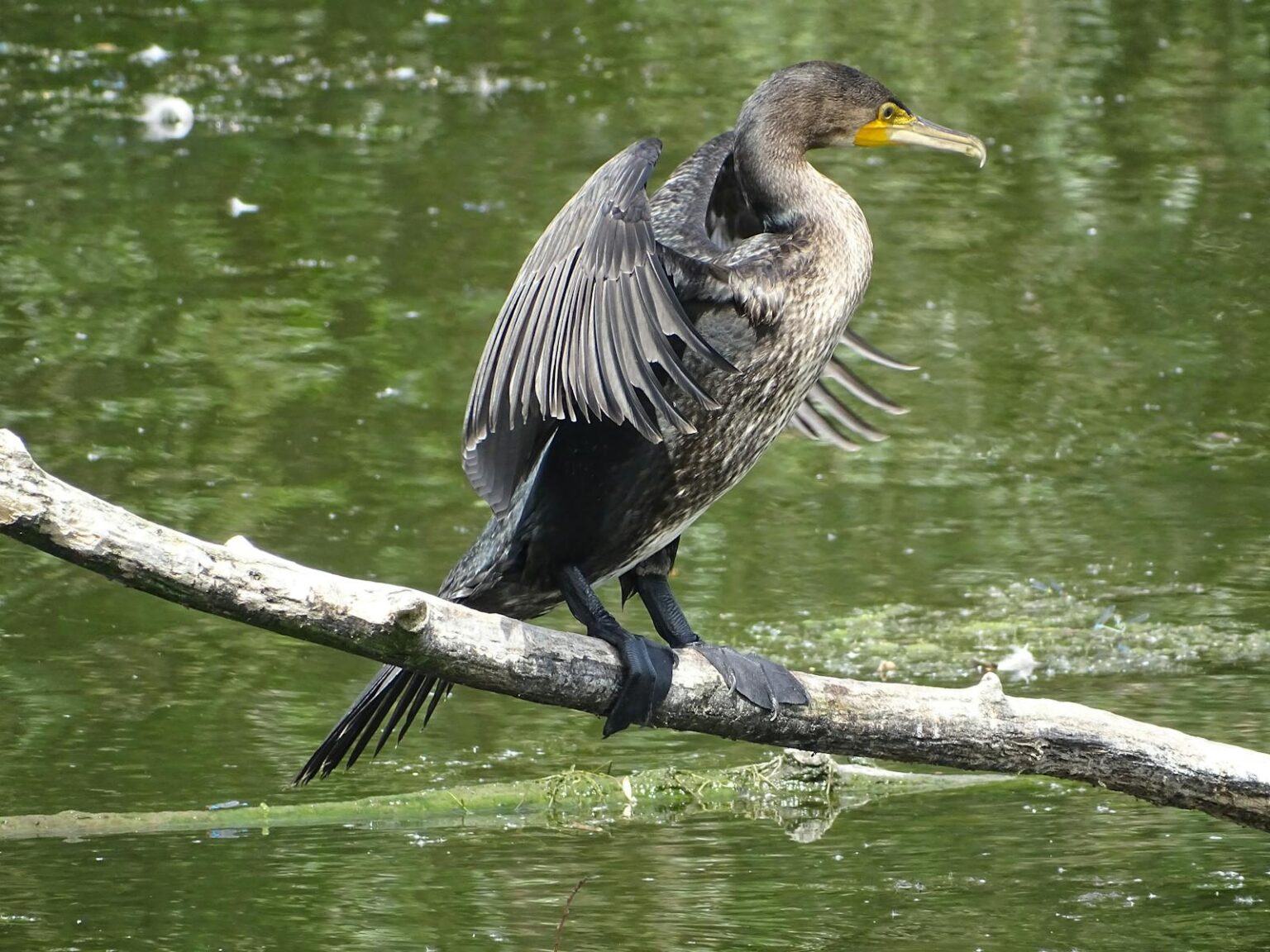 The Science Behind Molting – Why Birds Shed Their Feathers - bird-life.com