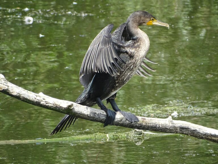 The Science Behind Molting – Why Birds Shed Their Feathers - bird-life.com