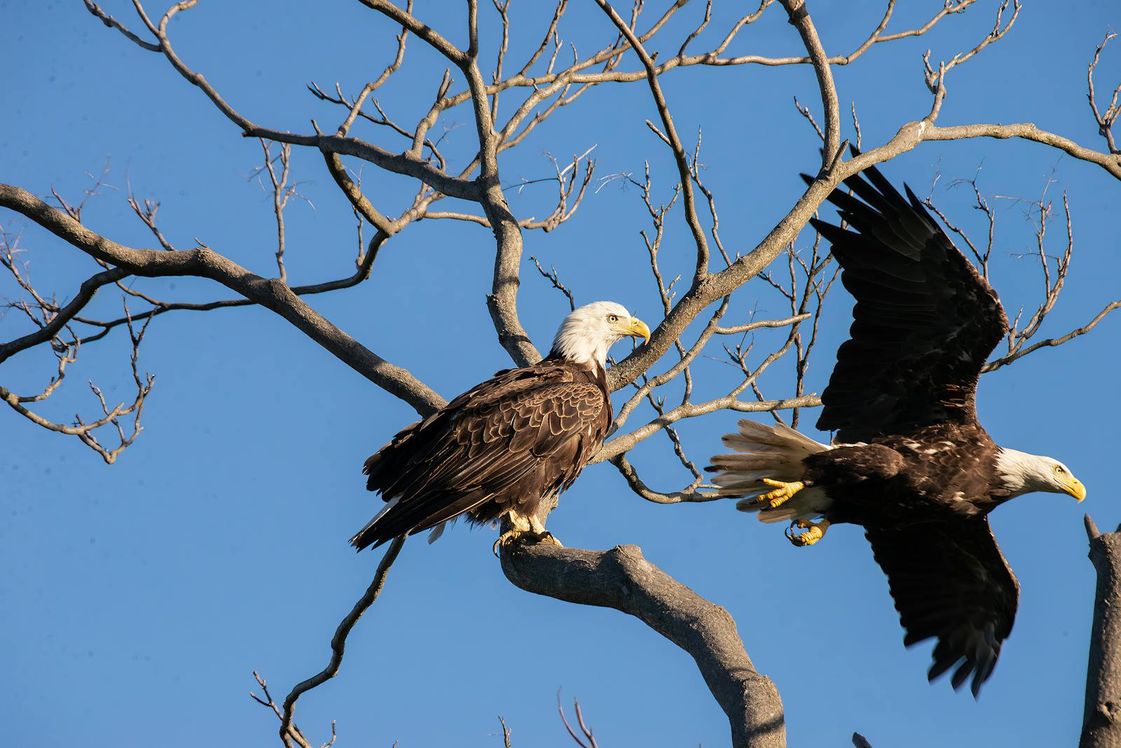 How Conservation Efforts Saved the Bald Eagle From Extinction - bird ...