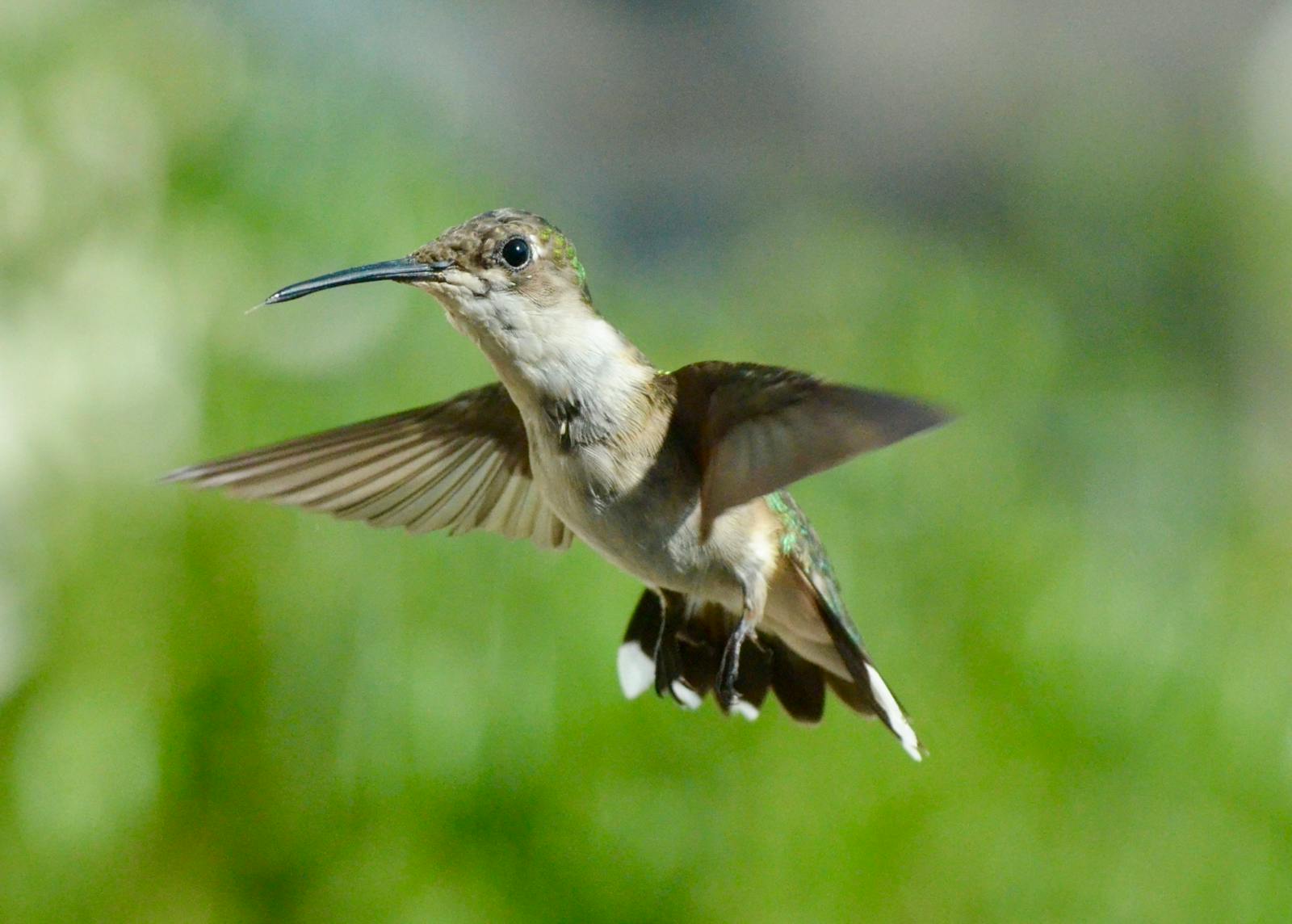 The Bird That Flies Backward and Upside Down - bird-life.com