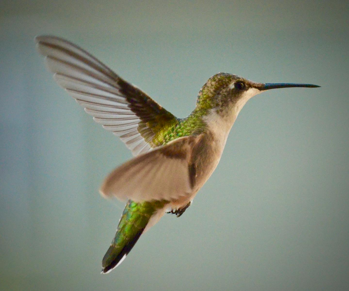 How Birds Use Calls to Warn Each Other About Predators - bird-life.com