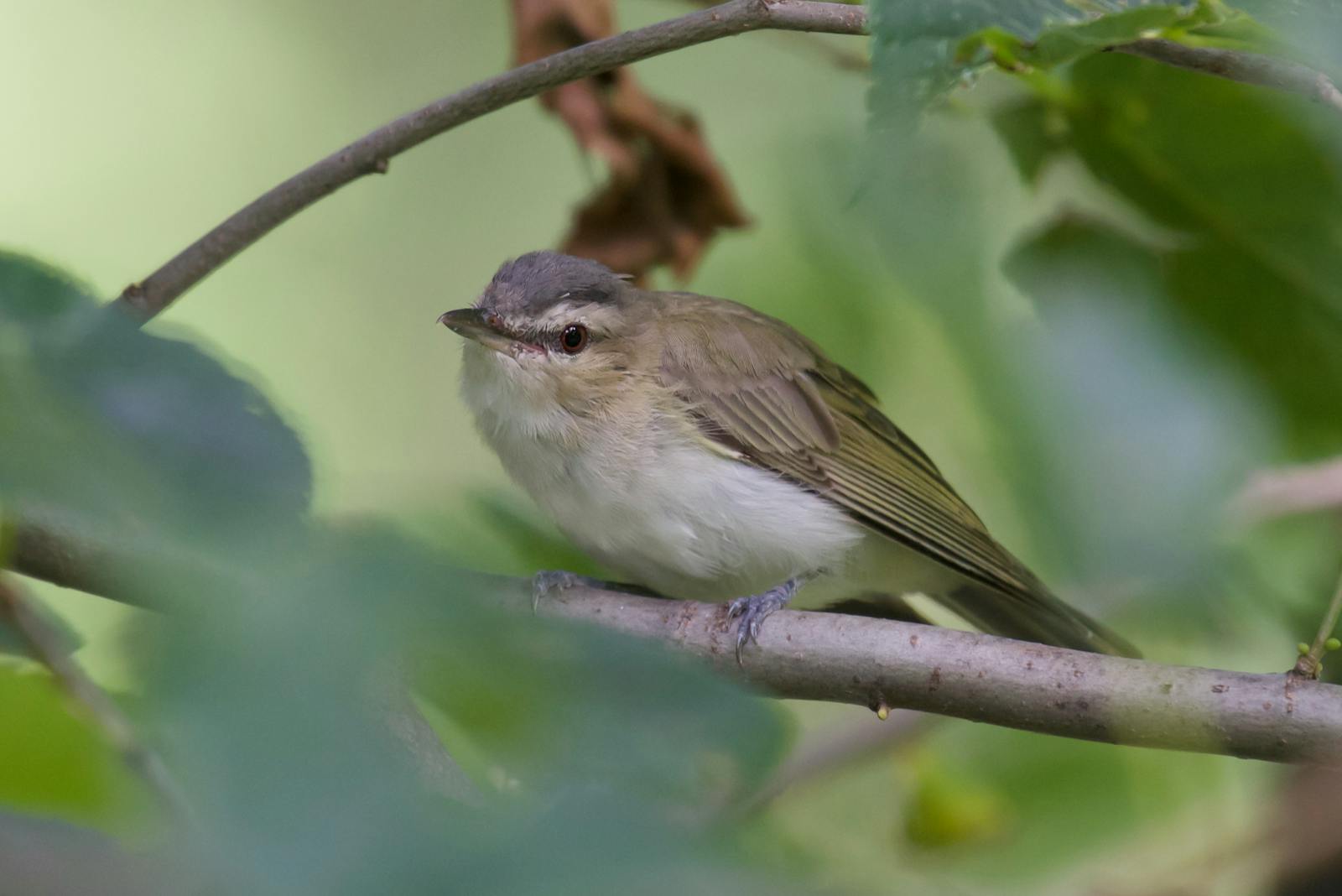 The Science Behind Molting – Why Birds Shed Their Feathers - bird-life.com
