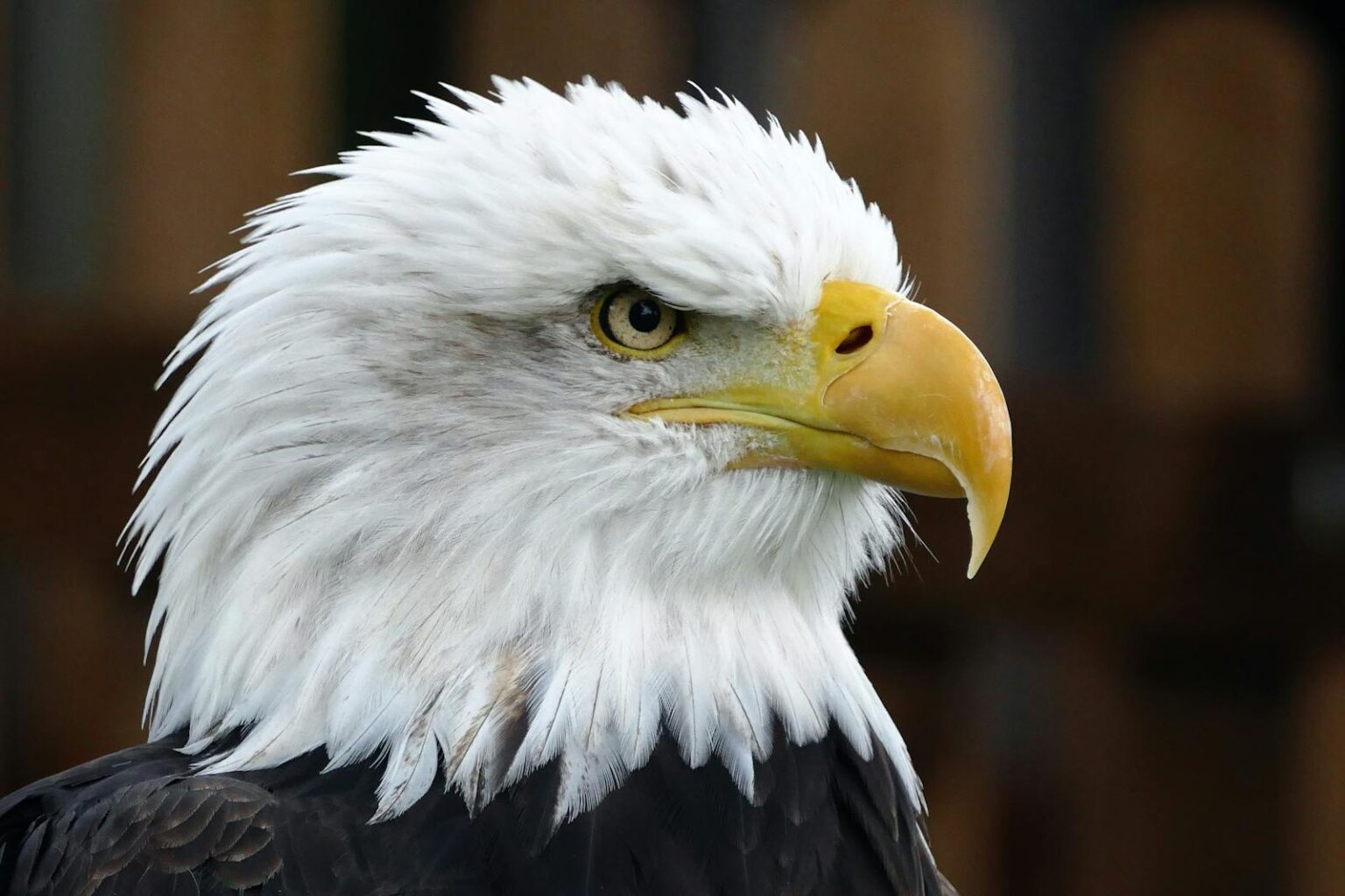 How Conservation Efforts Saved the Bald Eagle From Extinction - bird ...