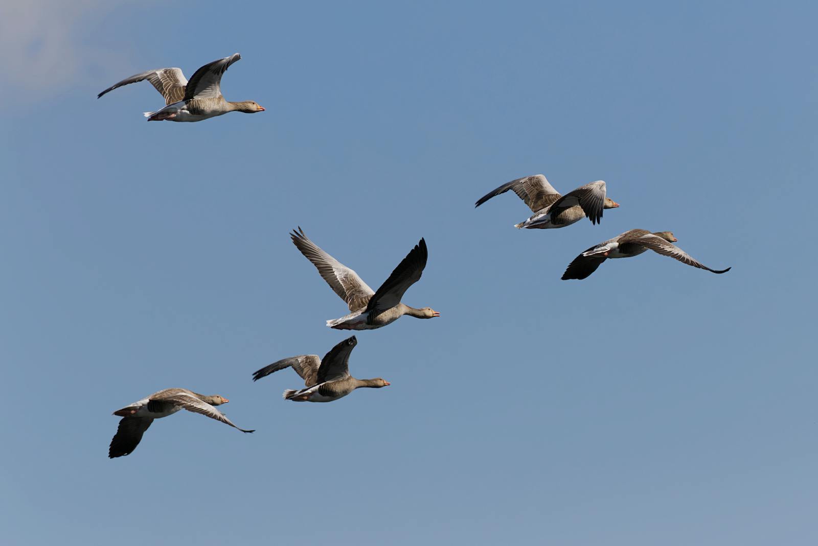 The Science Behind Flocking – Why Birds Fly in V-Formations - bird-life.com
