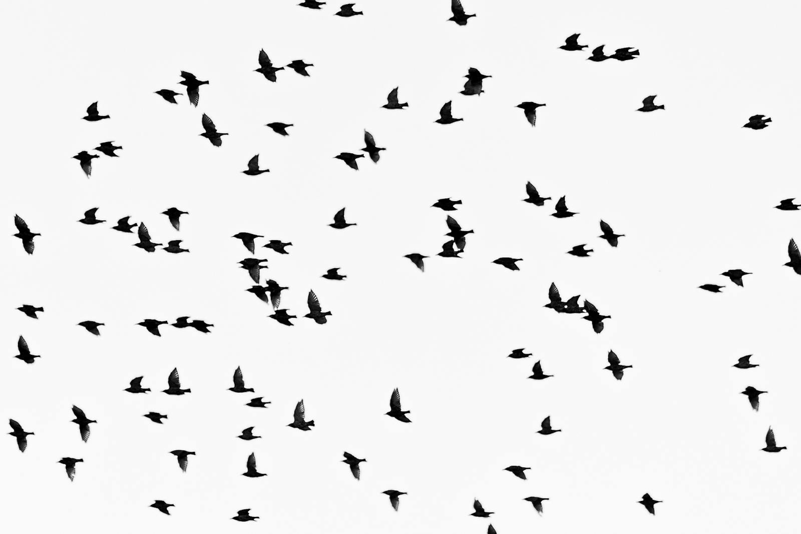The Most Amazing Migration Routes in the Bird World - bird-life.com