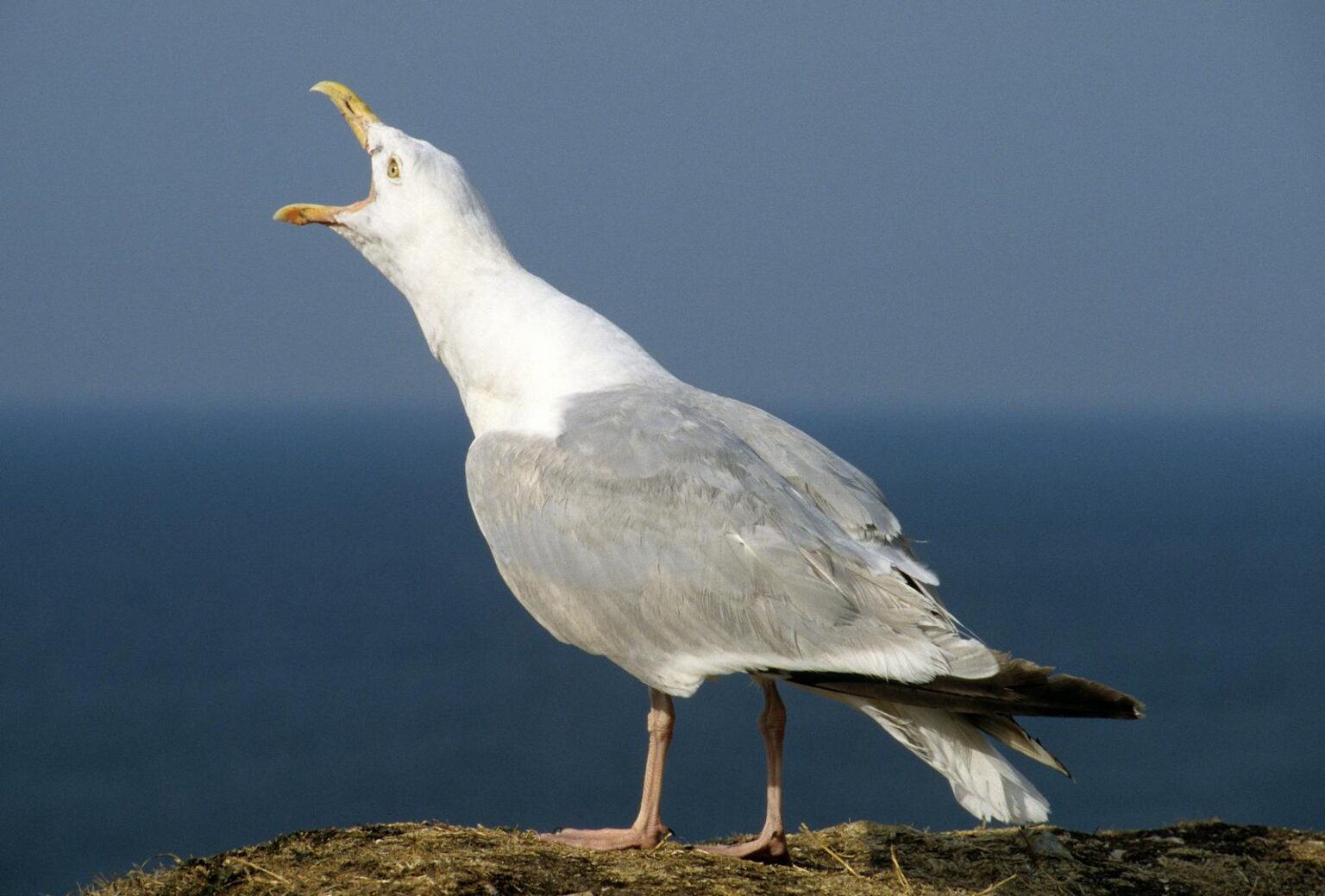 How Birds Communicate – The Science of Avian Calls - bird-life.com