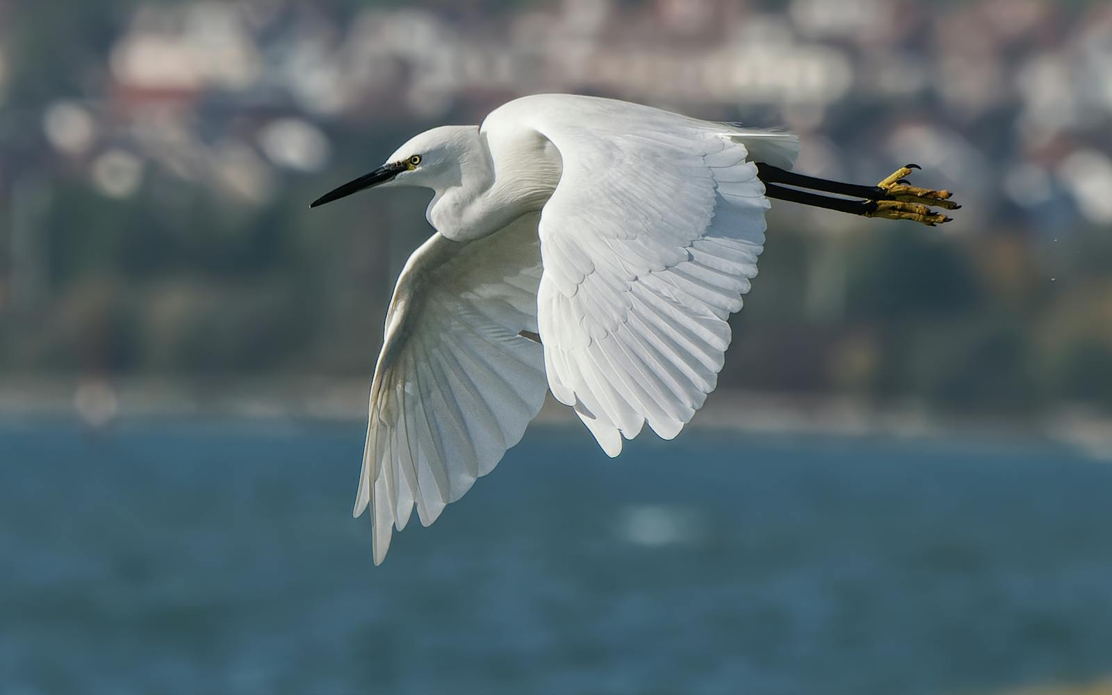The Bird That Sleeps While Flying – Nature’s Mid-Air Nappers - bird ...