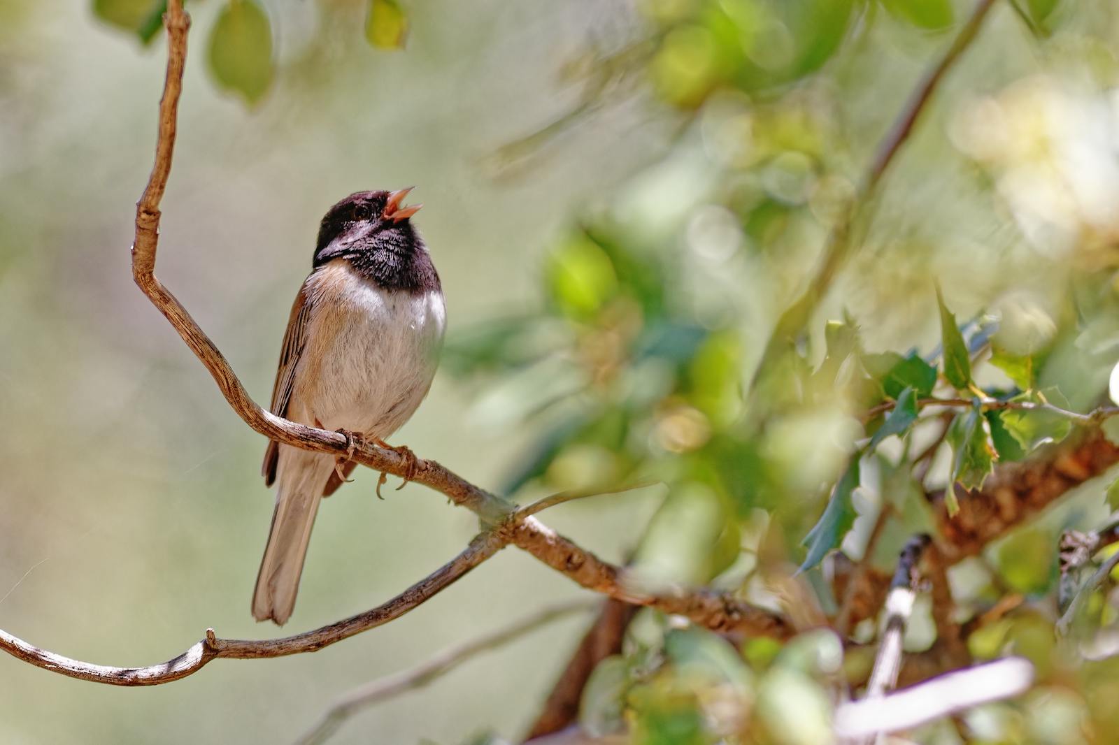 The Best Apps for Bird Identification and Tracking - bird-life.com