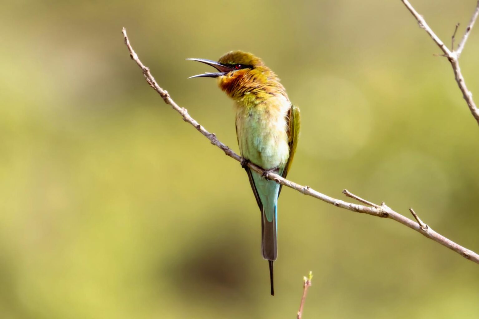 The Different Types of Bird Songs and What They Mean - bird-life.com