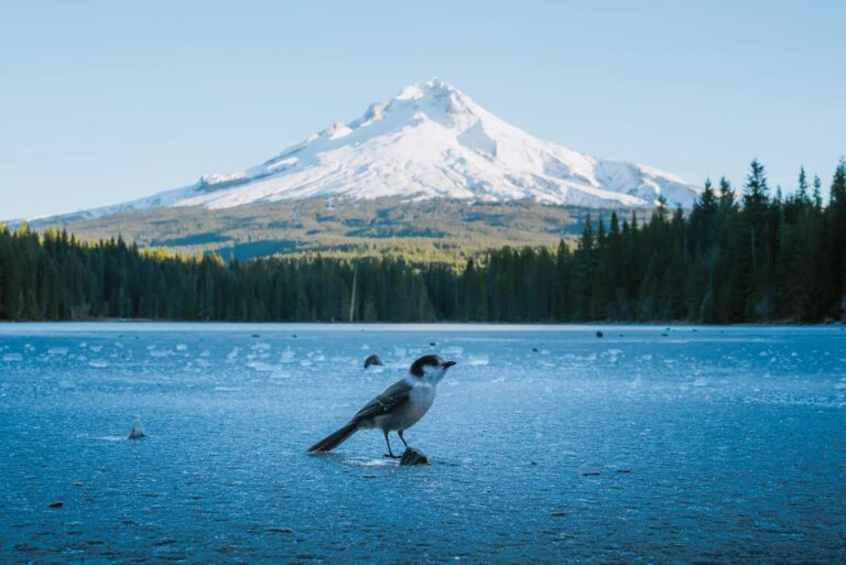 How Some Birds Survive in Volcano Zones - bird-life.com