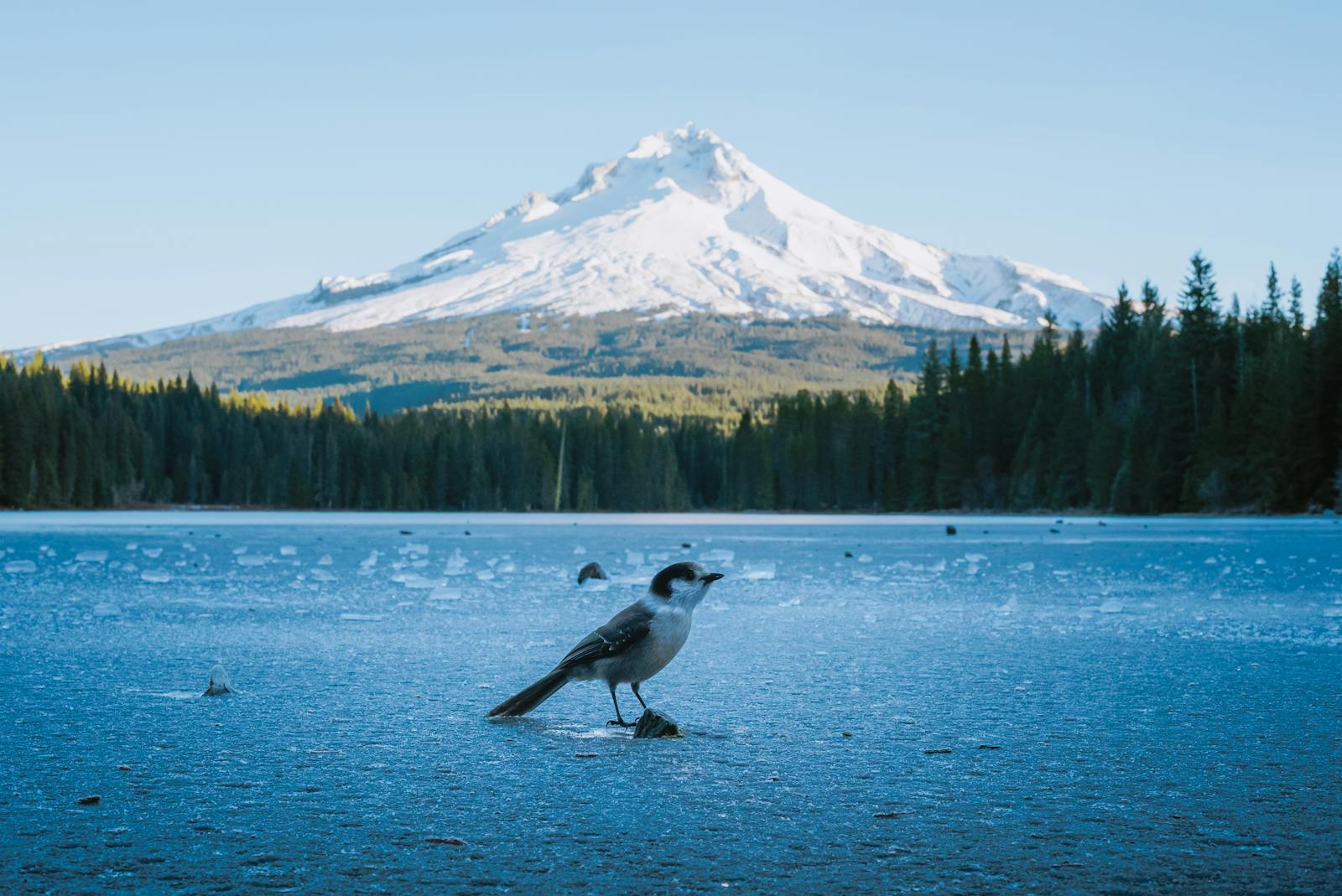 How Some Birds Survive in Volcano Zones - bird-life.com