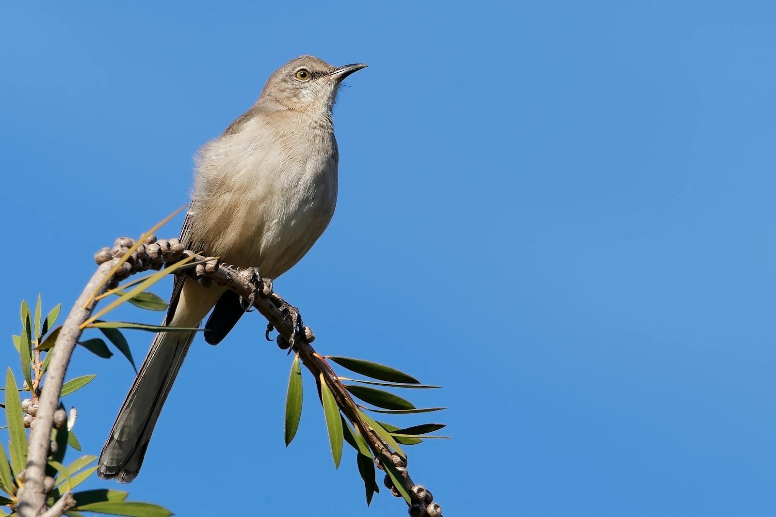 Why Some Birds Sing Only at Night - bird-life.com