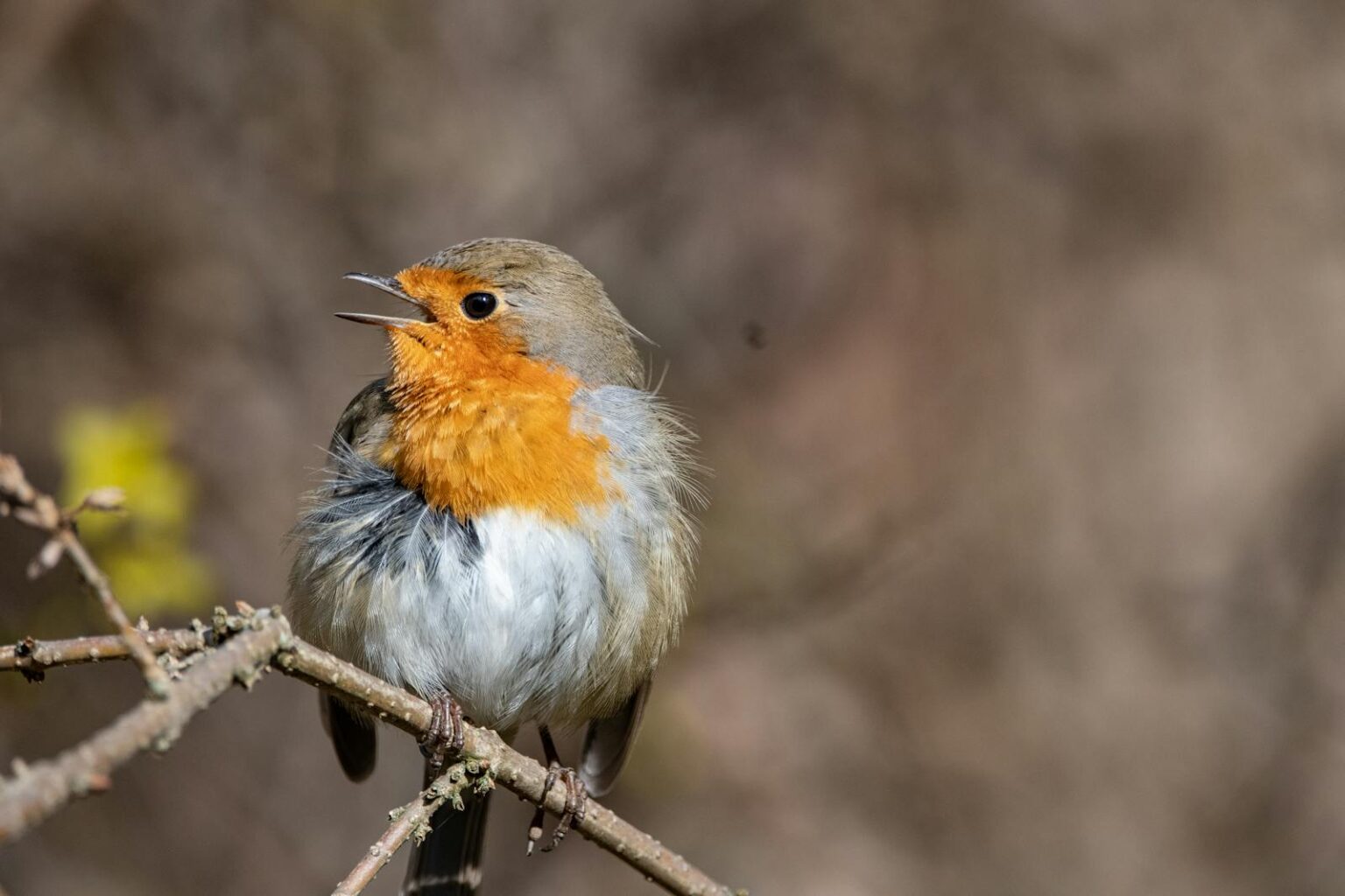 Regional Dialects in Bird Calls – A Global Map - bird-life.com
