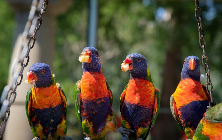 How Some Birds Can Recognize Themselves in a Mirror - bird-life.com