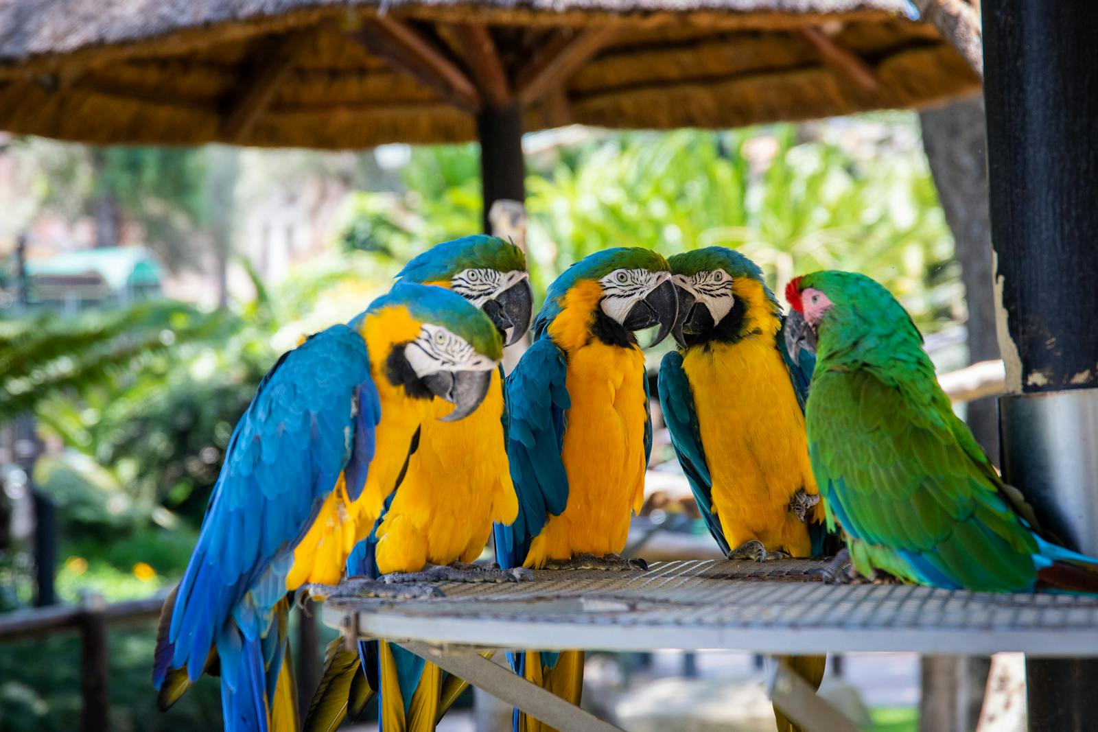 The Most Socially Intelligent Birds – They Form Complex Friendships ...