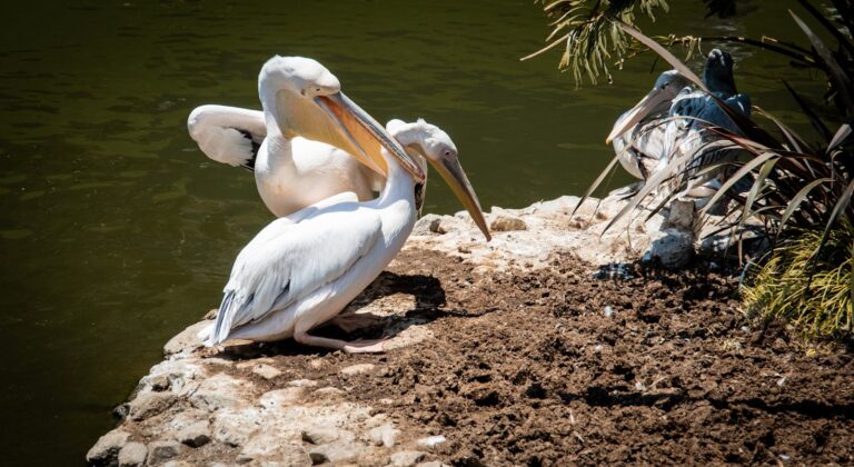 The Science Behind Molting – Why Birds Shed Their Feathers - bird-life.com