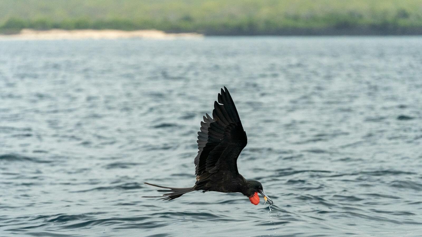 How Some Birds Sleep While Flying - bird-life.com
