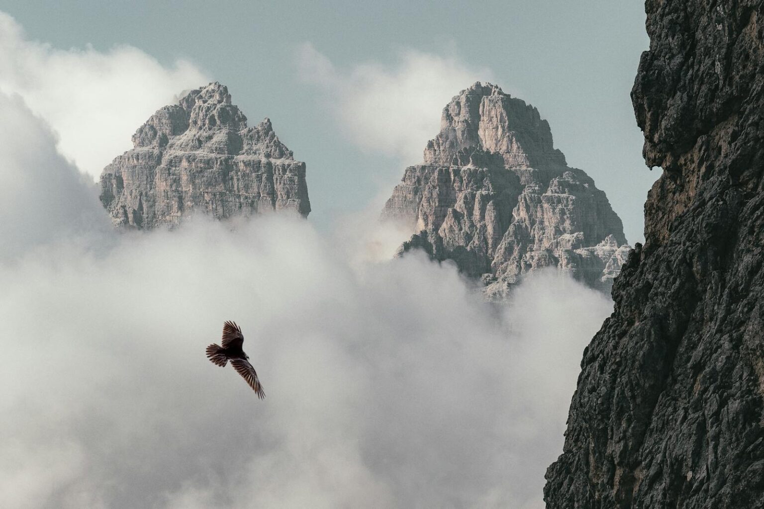 How Some Birds Survive in Volcano Zones - bird-life.com