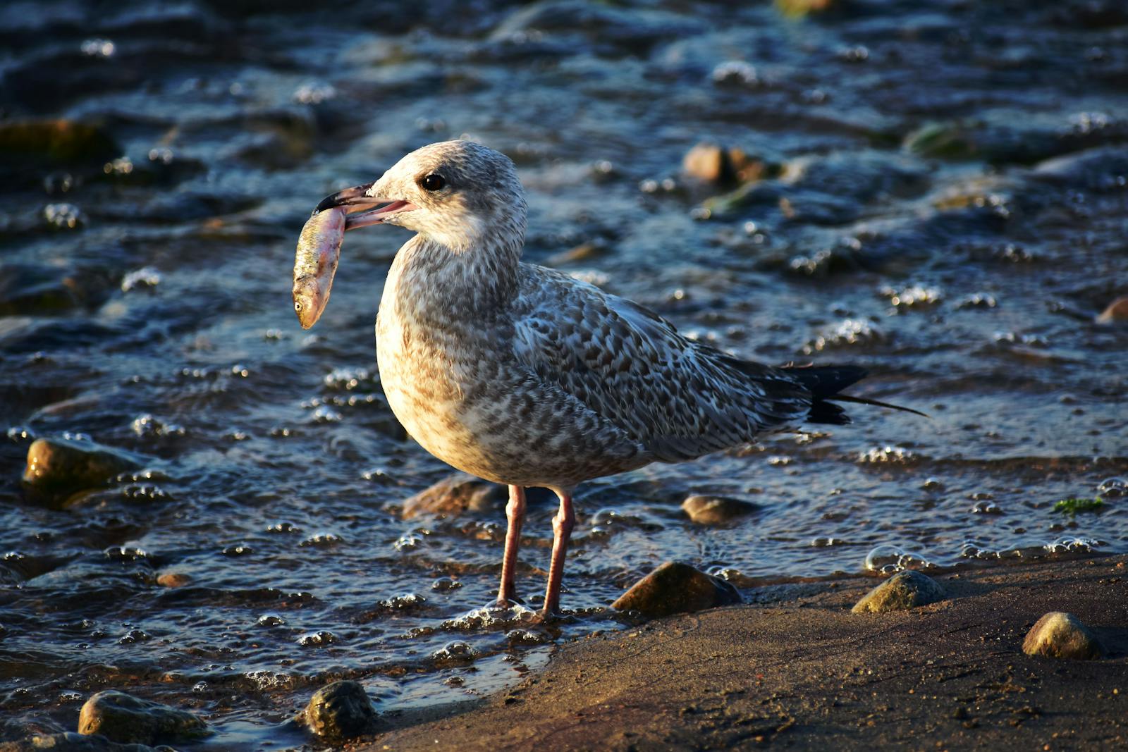 The Bird That Can Catch Fish Without Getting Wet - bird-life.com