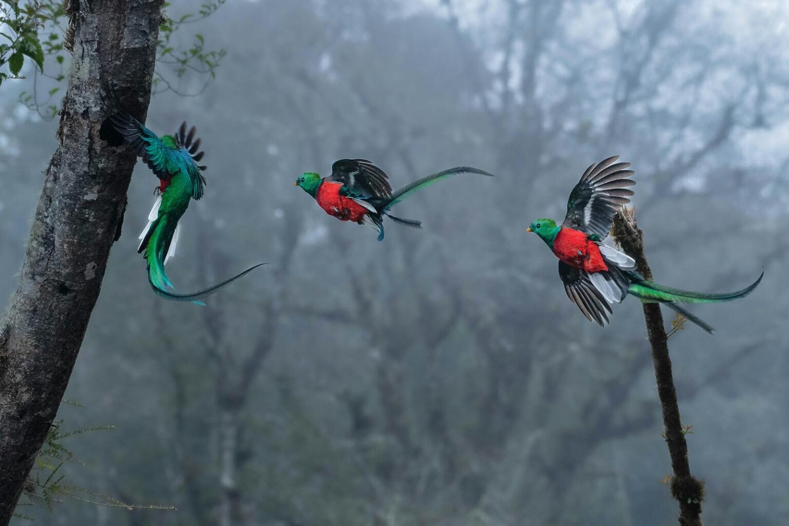 How Birds Inspire Traditional Dances in Indigenous Cultures - bird-life.com