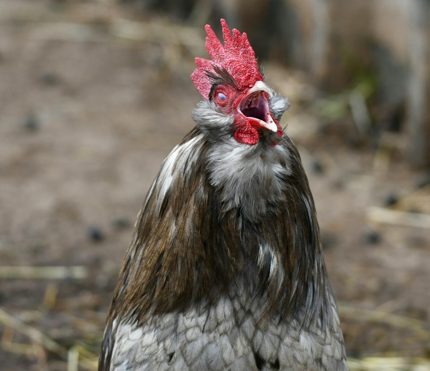 How Birds Use Calls to Warn Each Other About Predators - bird-life.com