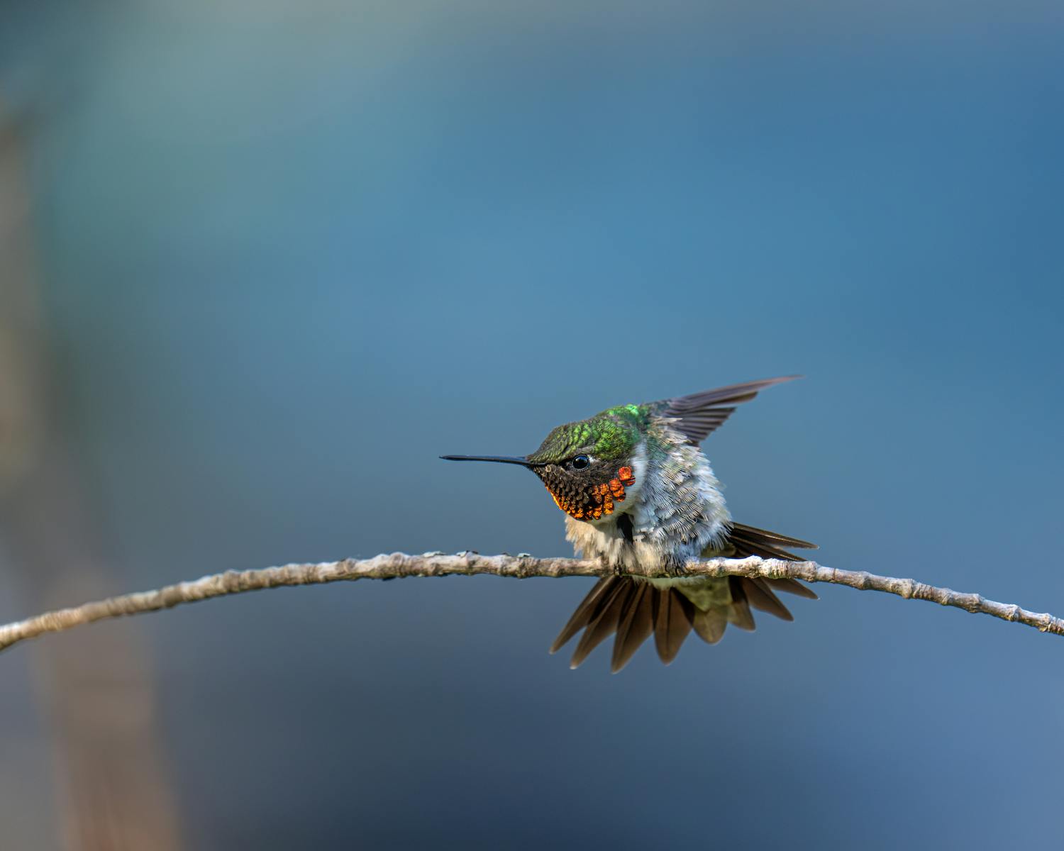 The Fastest Wingbeats in the Bird World – Who Wins the Race - bird-life.com