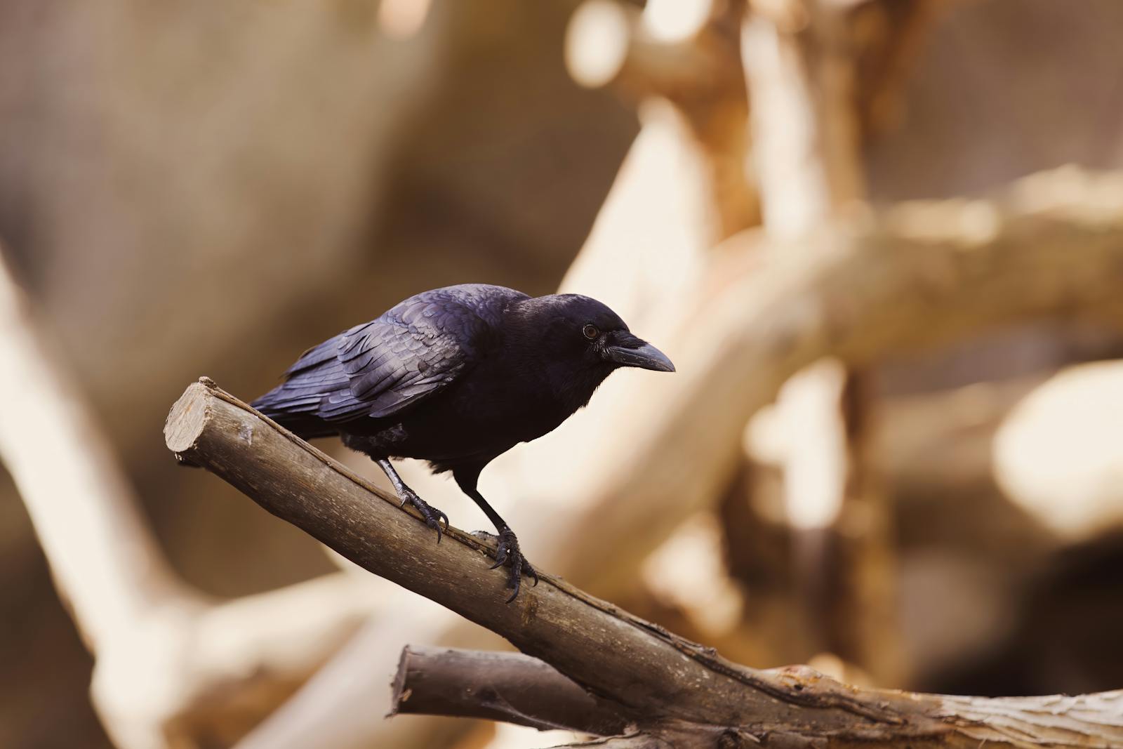 What Makes the Raven One of the Smartest Birds on Earth - bird-life.com