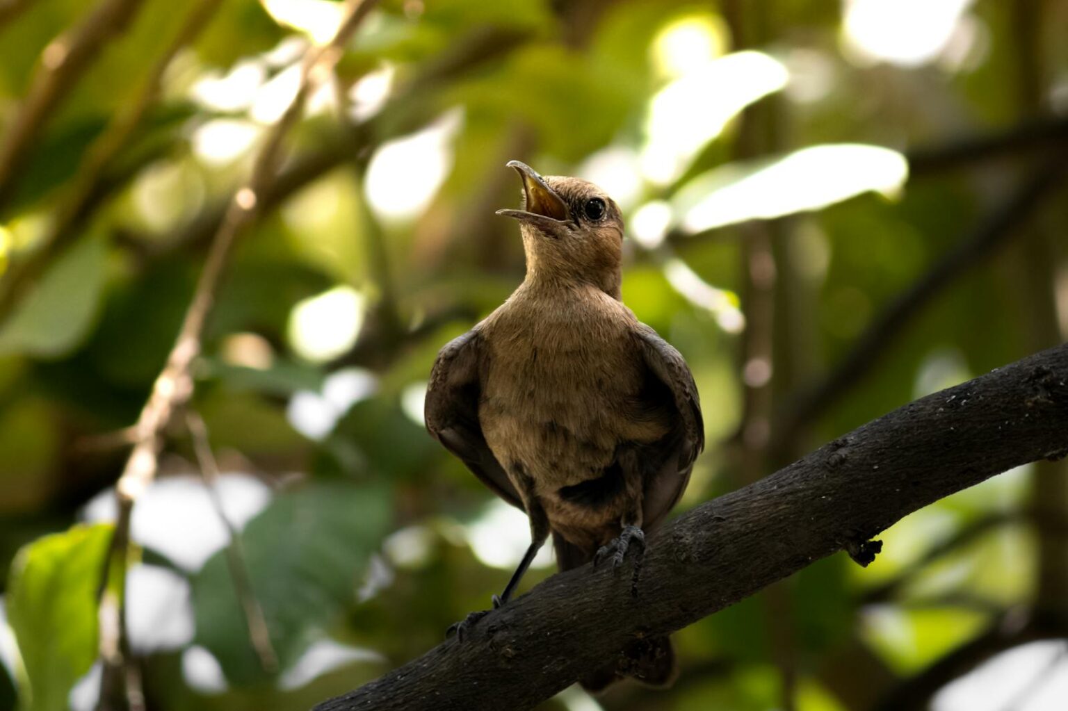 How Birds Learn to Sing – Nature vs. Nurture - bird-life.com