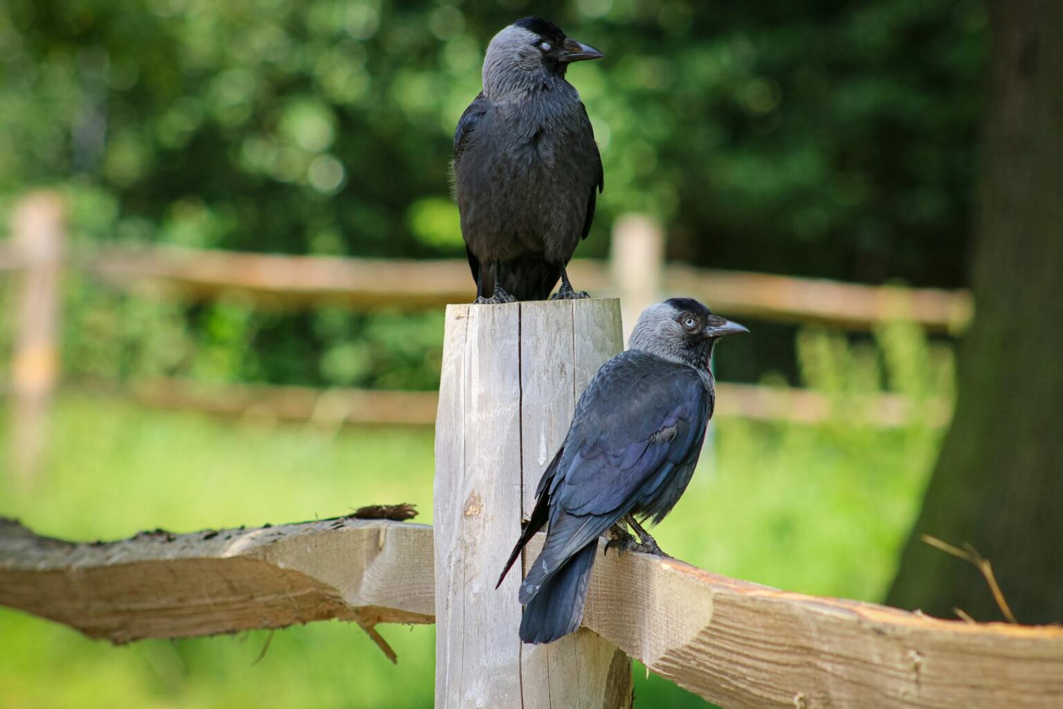 The Bird That Collects Shiny Objects to Impress a Mate - bird-life.com