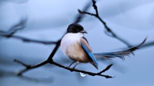 Why Some Birds Are Attracted to Shiny Objects - bird-life.com