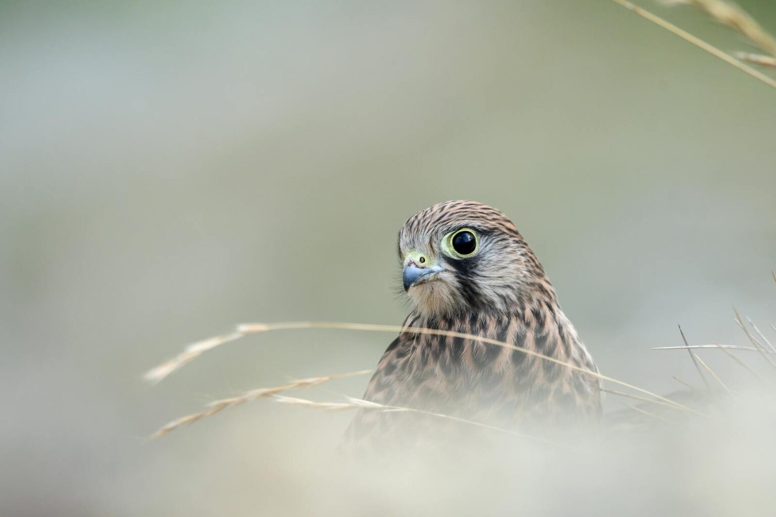 Birds With Transparent Eyelids – Nature’s Built-In Goggles - bird-life.com