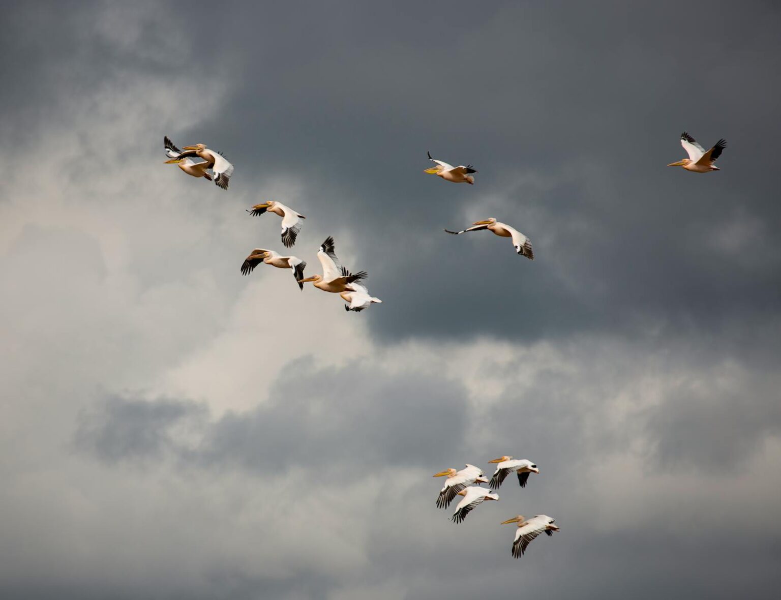 The Science Behind Flocking – Why Birds Fly in V-Formations - bird-life.com