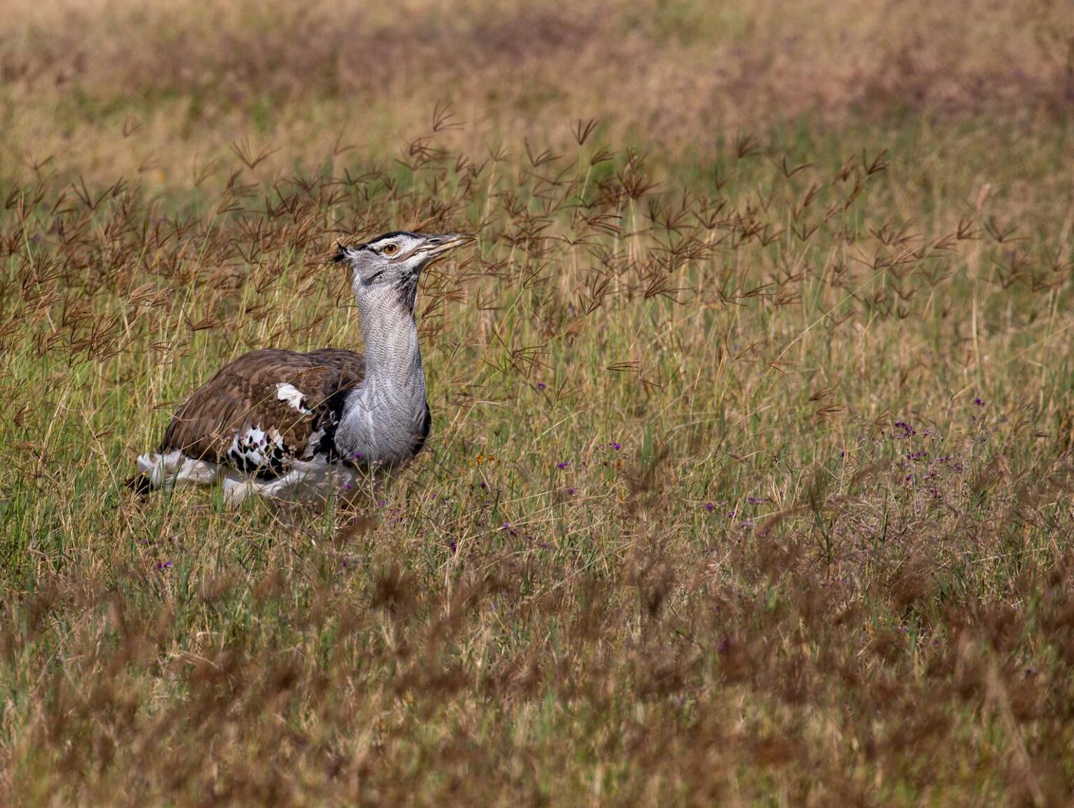 The Most Spectacular Birds in the Australian Outback - bird-life.com