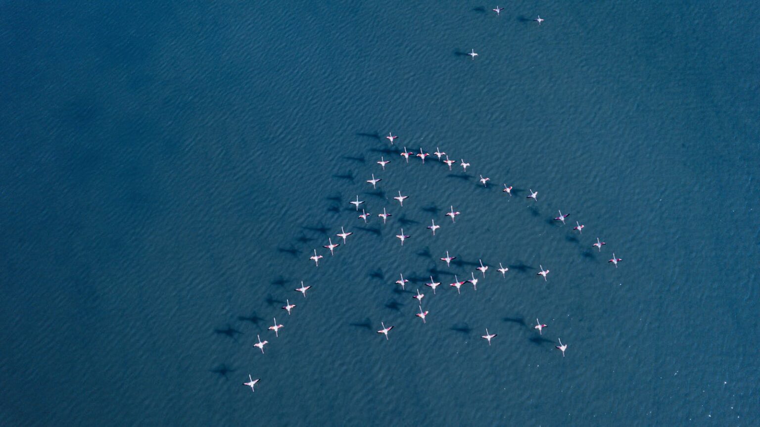 The Science Behind Flocking – Why Birds Fly in V-Formations - bird-life.com